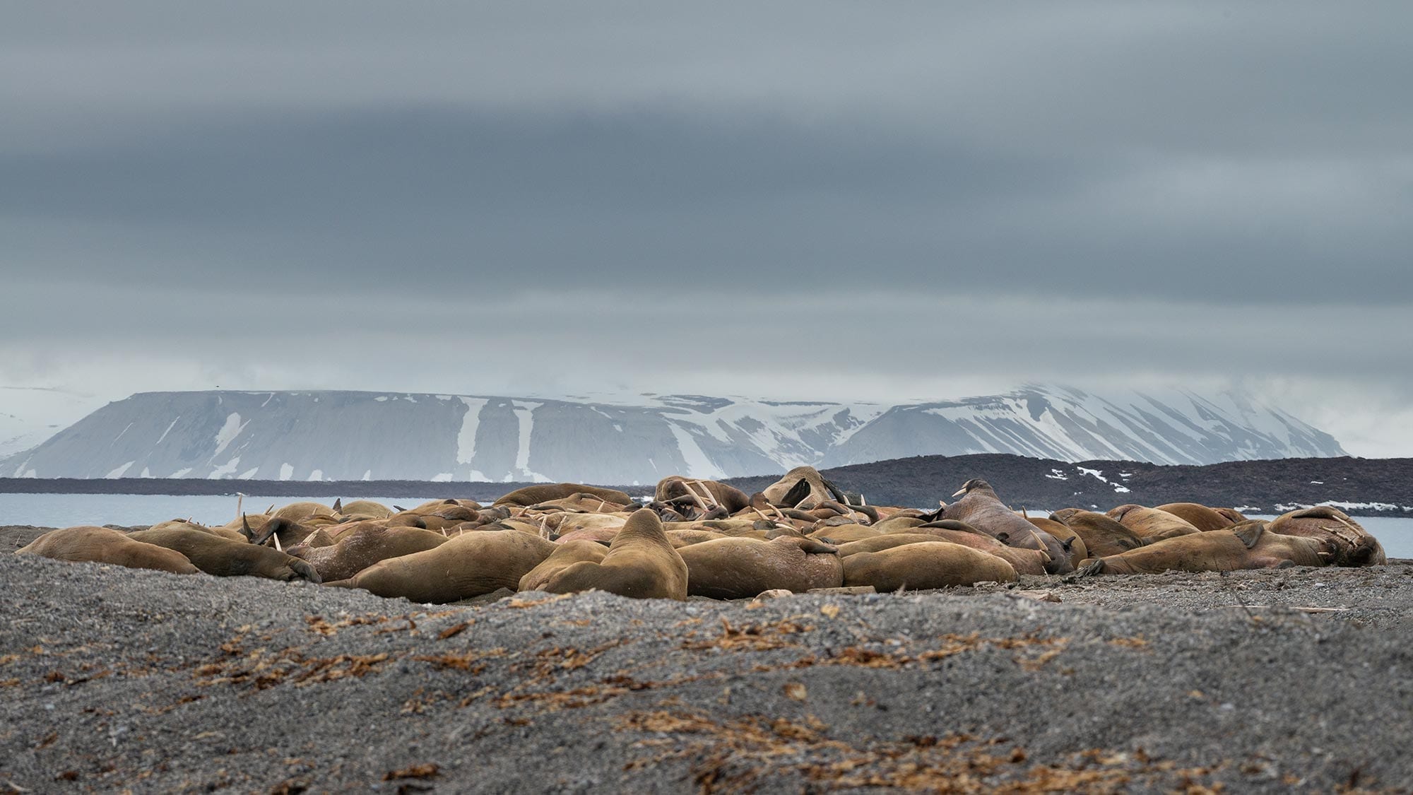Svalbard rundt - Greenland Travel DK